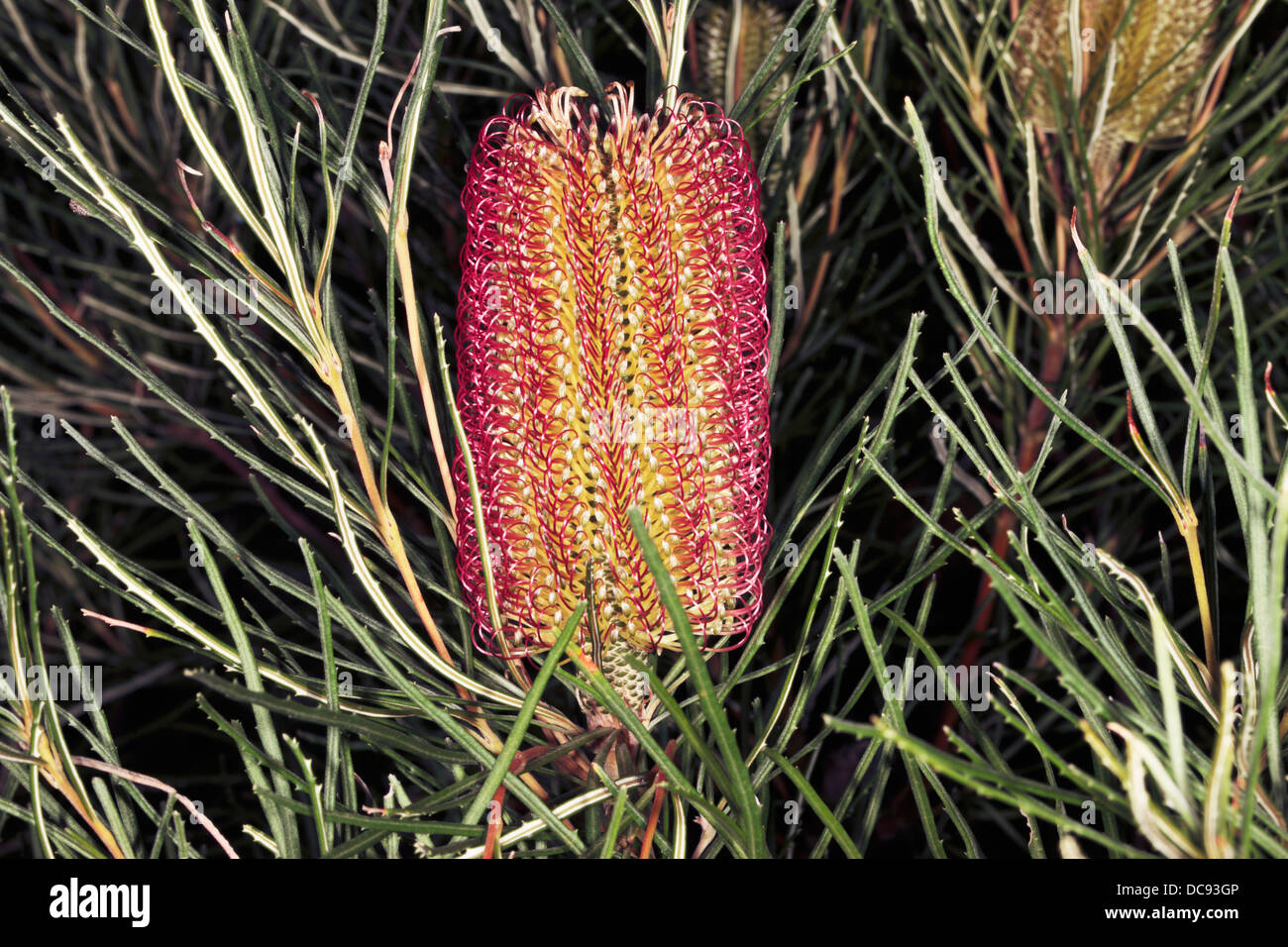 Close-up of Red Swamp Banksia / Waterbush - Banksia occidentalis ...