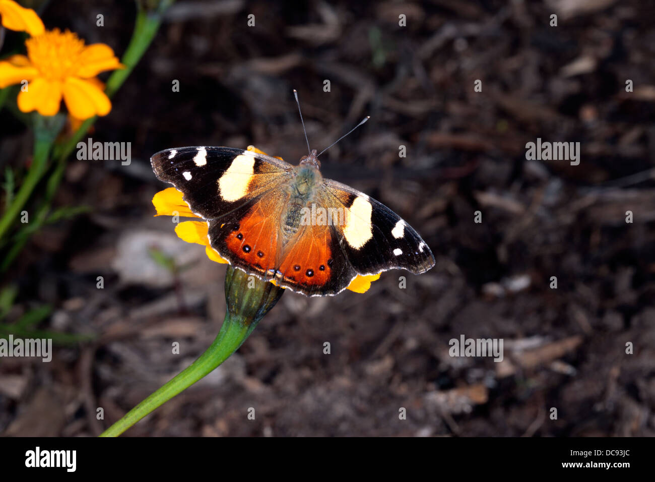 Australian Yellow Admiral Butterfly - Vanessa itea - Family Nyphalidae ...