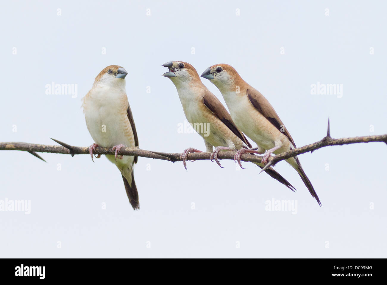 Indian Silverbill or White-throated Munia (Lonchura malabarica Stock ...