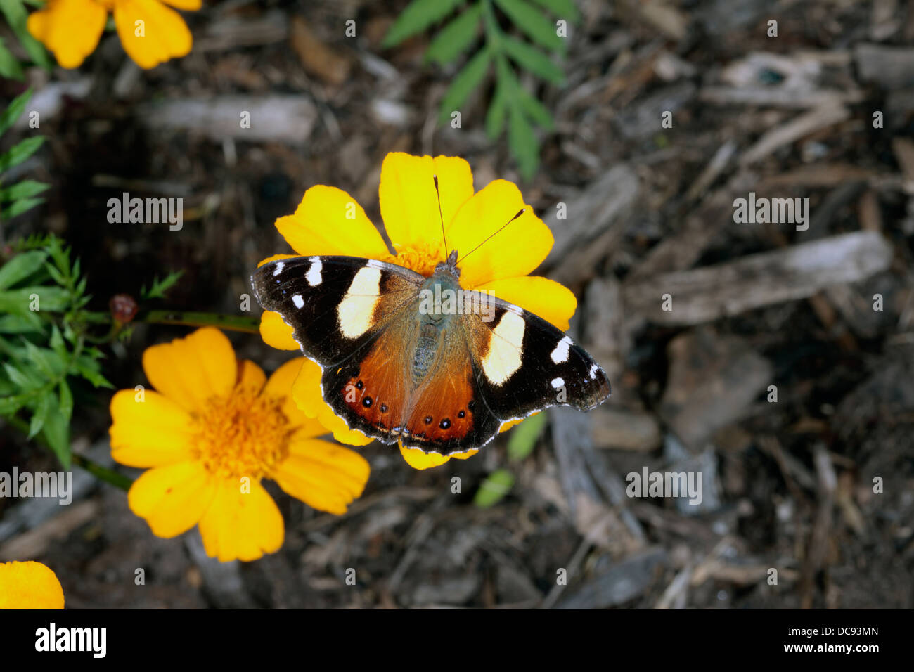 Australian Yellow Admiral Butterfly - Vanessa itea - Family Nyphalidae ...