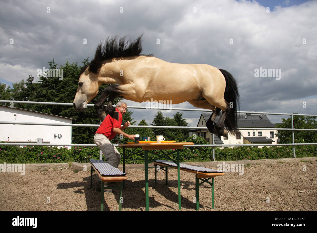 Connemara pony jumping hi-res stock photography and images - Alamy