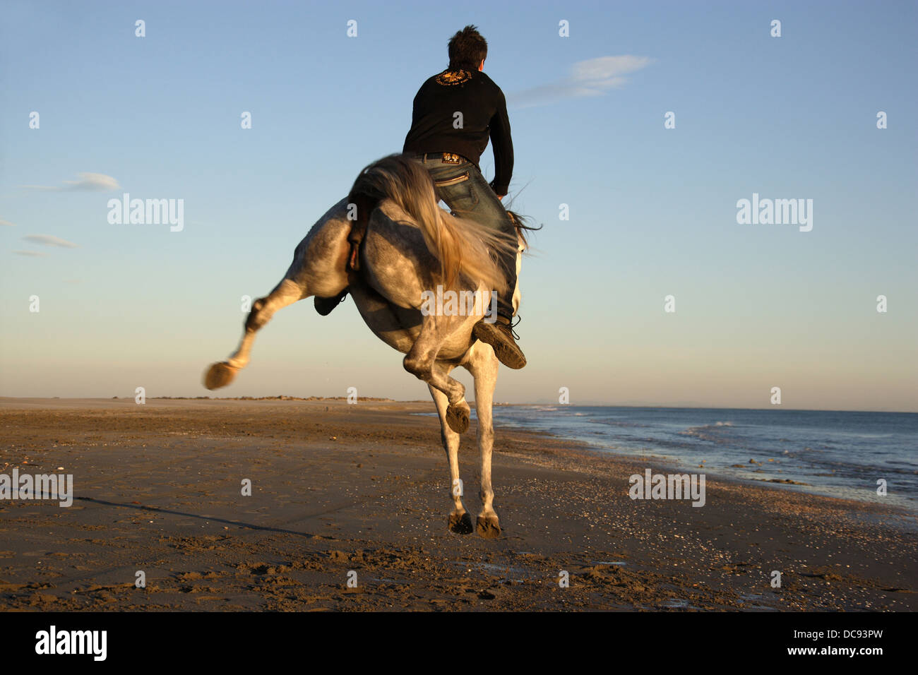 Jean Francois Pignon Iberian mare without saddle and tack bucking beach ...