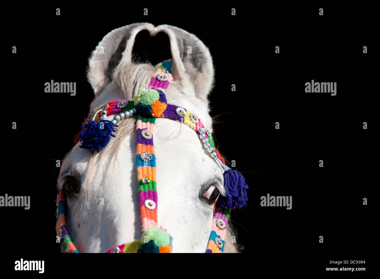 Horse turning head hi-res stock photography and images - Alamy