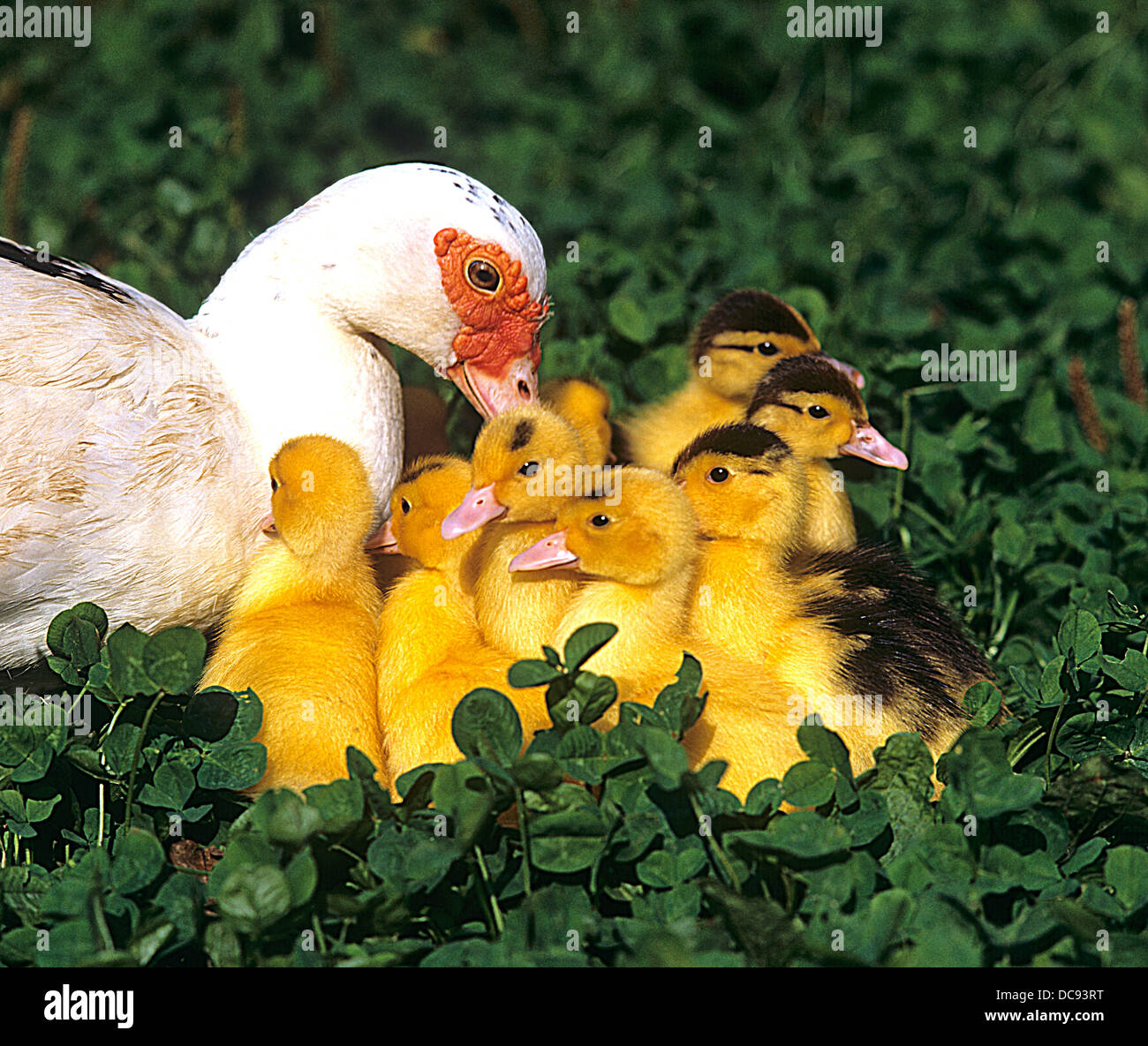 Muscovy Duck (Cairina moschata). Female with ducklings in clower Stock ...