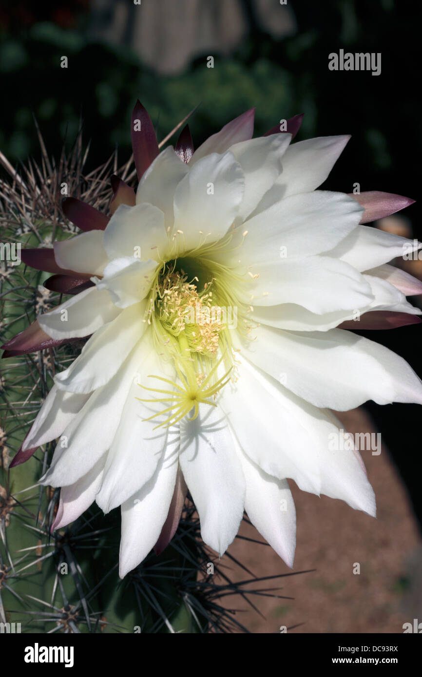 Cardon cactus trichocereus terscheckii hi-res stock photography and ...