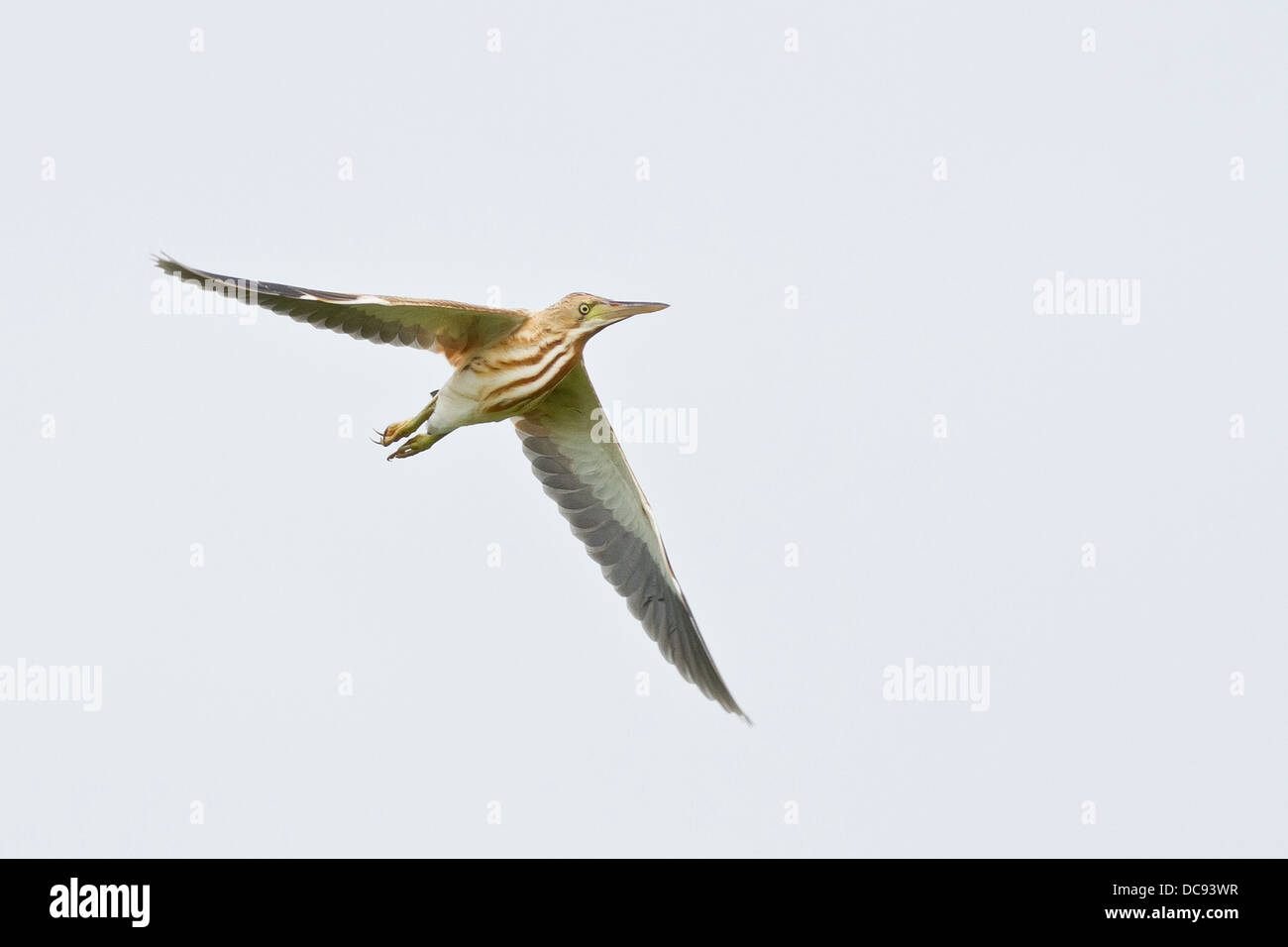 Yellow Bittern (Ixobrychus sinensis) in flight Stock Photo - Alamy