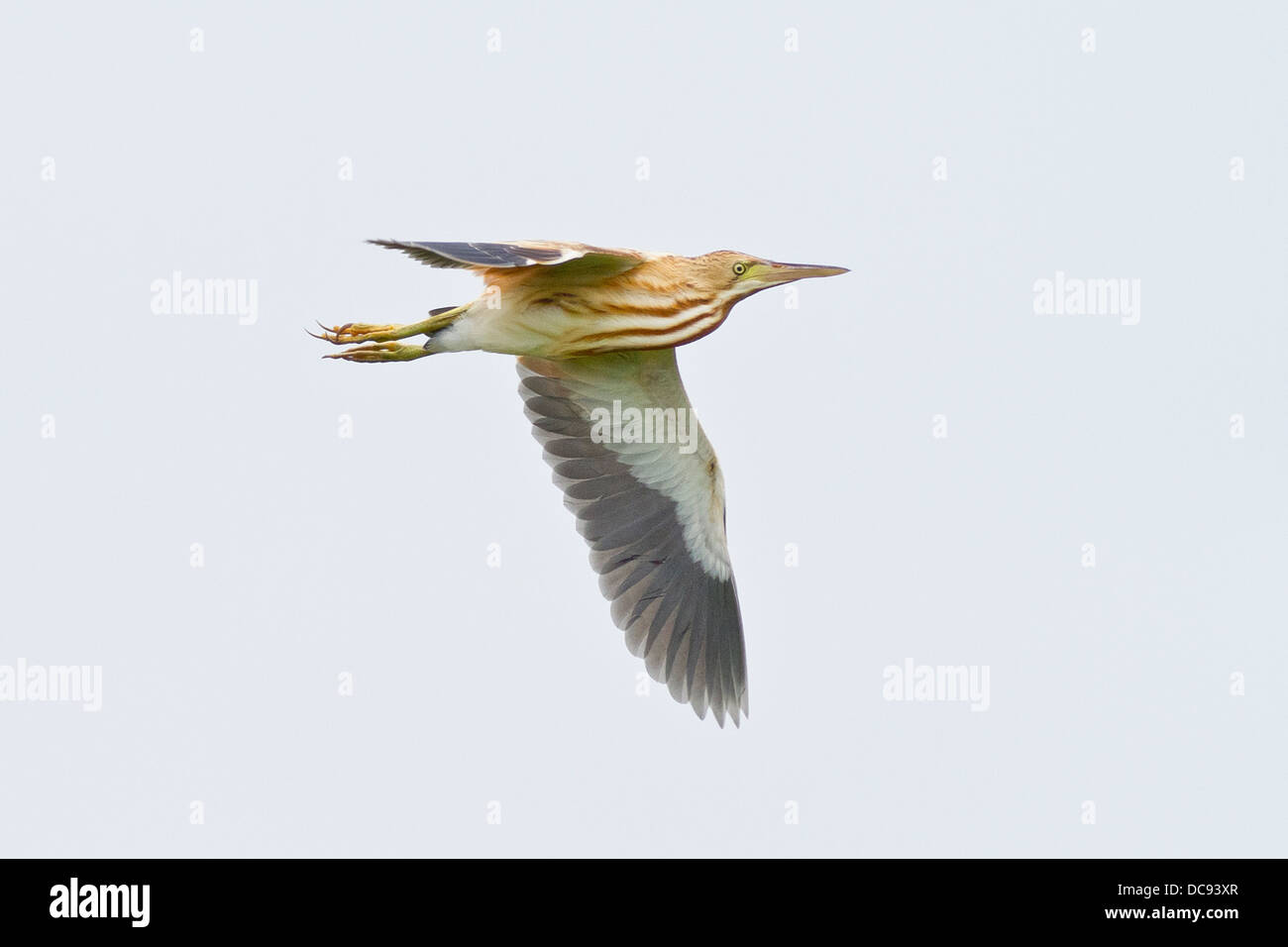 Yellow Bittern (Ixobrychus sinensis) in flight Stock Photo - Alamy
