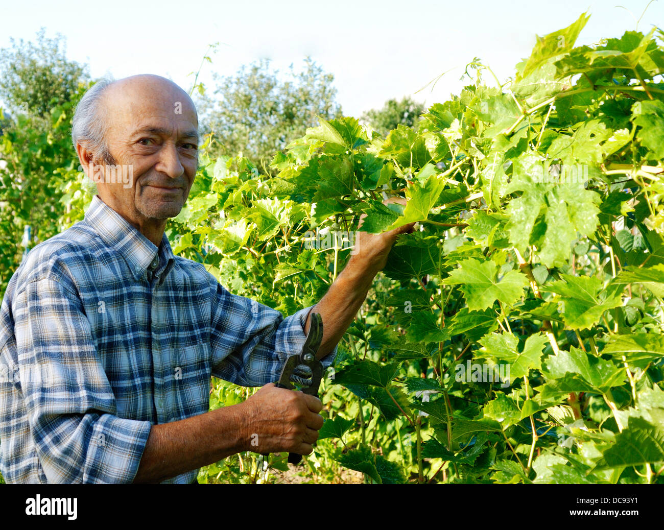 Vine men hi-res stock photography and images - Alamy