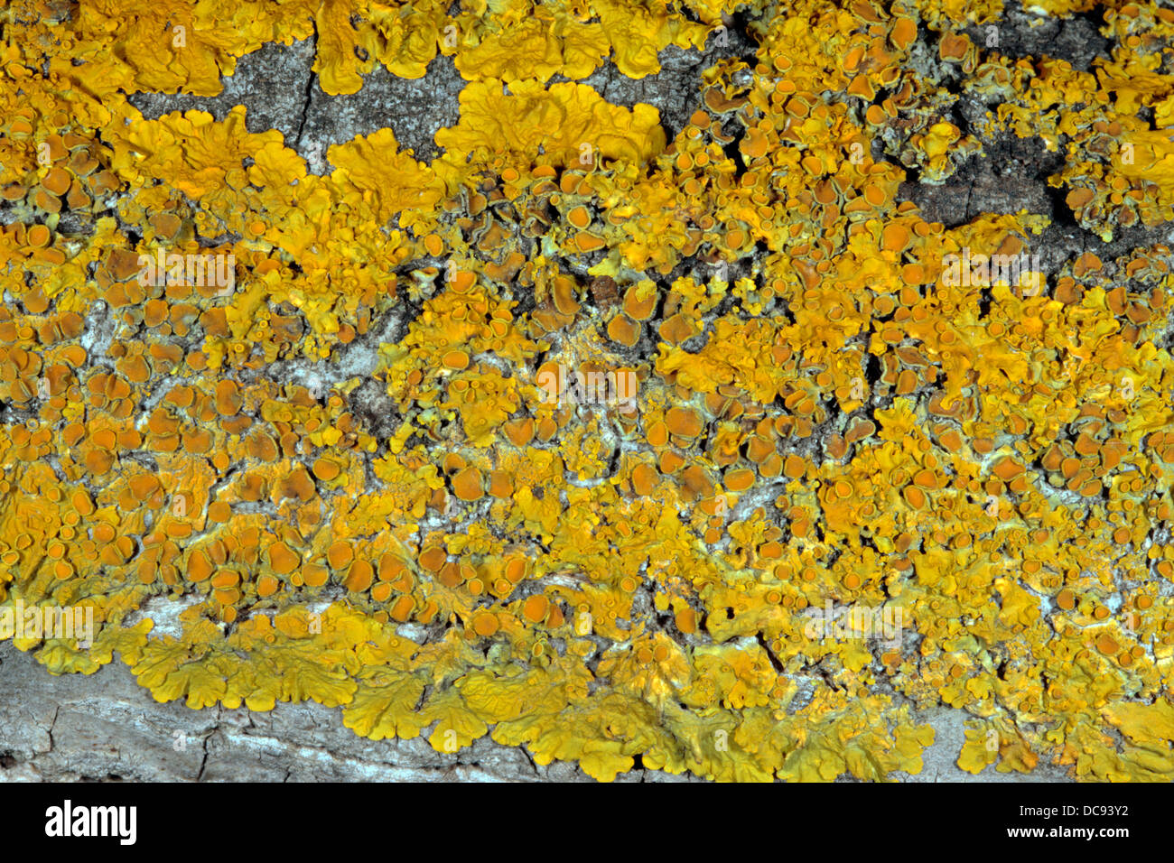Common Orange Lichen/Yellow Scale/ Maritime Sunburst- Xanthoria ...