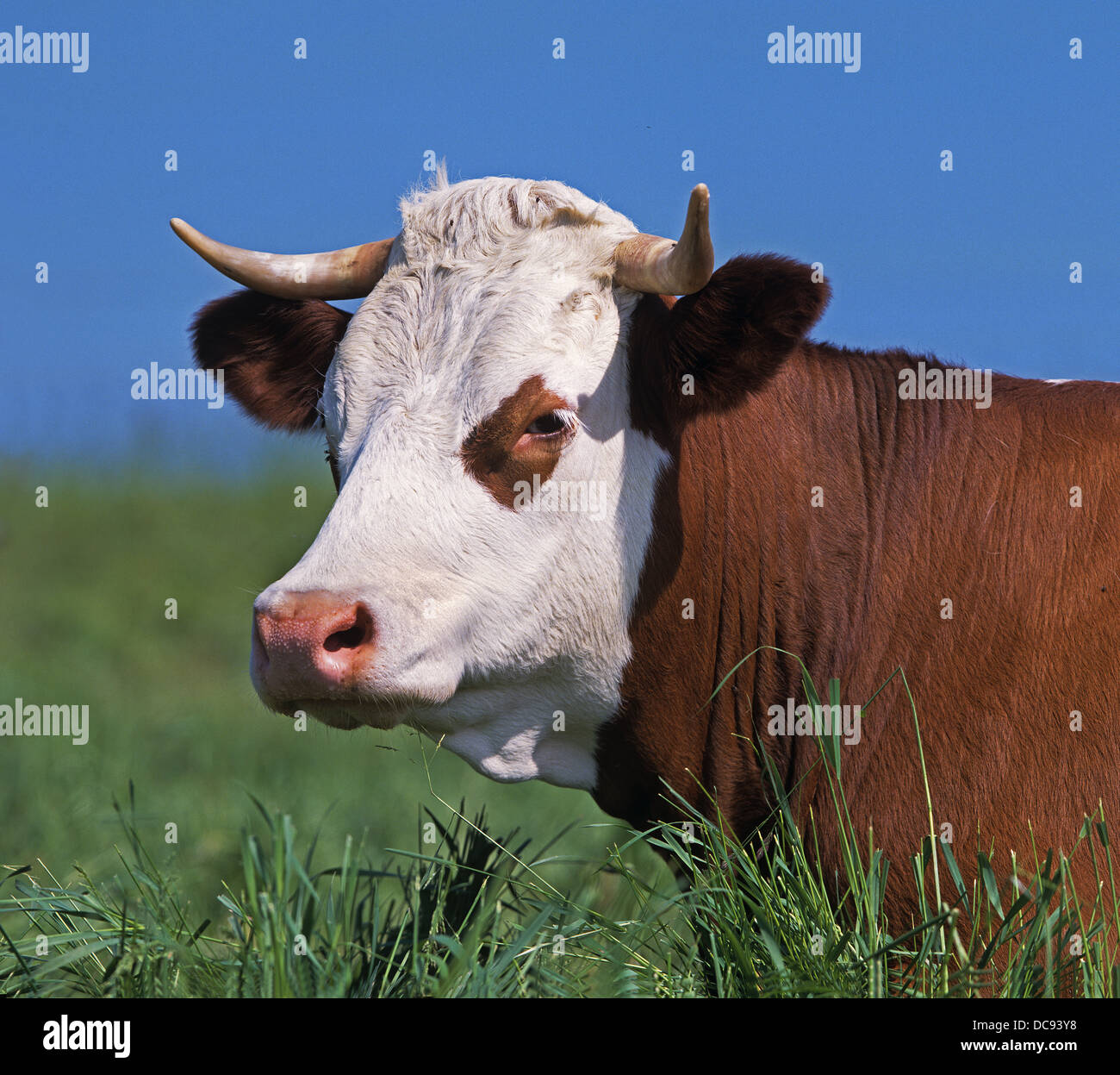 Simmental Cattle