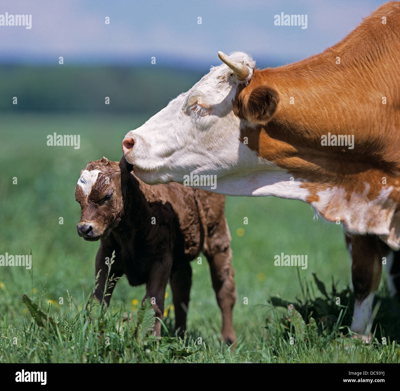 Domestic Cattle, Simmental Cattle. Cow licking newborn calf Stock Photo ...
