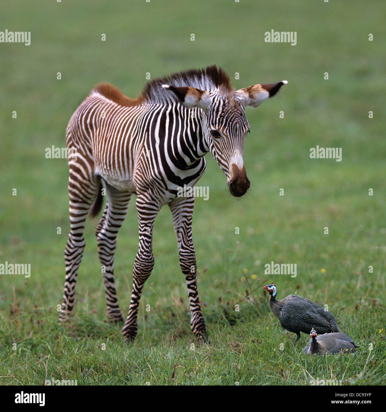 Grevys Zebra (Equus grevyi). Foal looking at two Helmeted Guineafowl ...