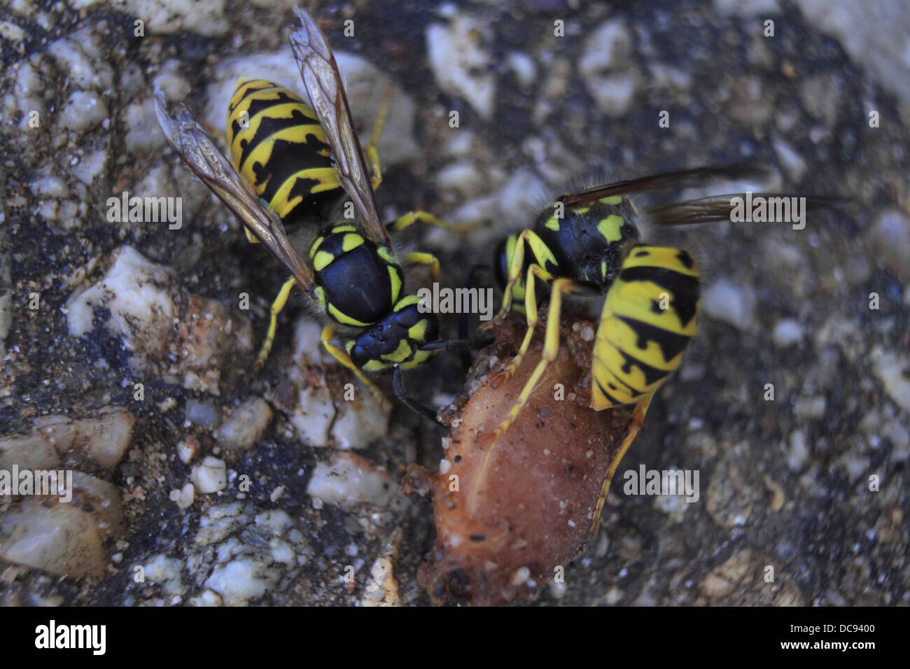 insects on a road Stock Photo - Alamy