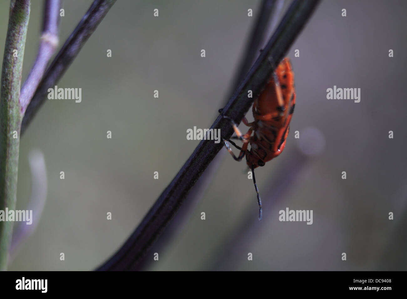 Bug on a branch hi-res stock photography and images - Alamy