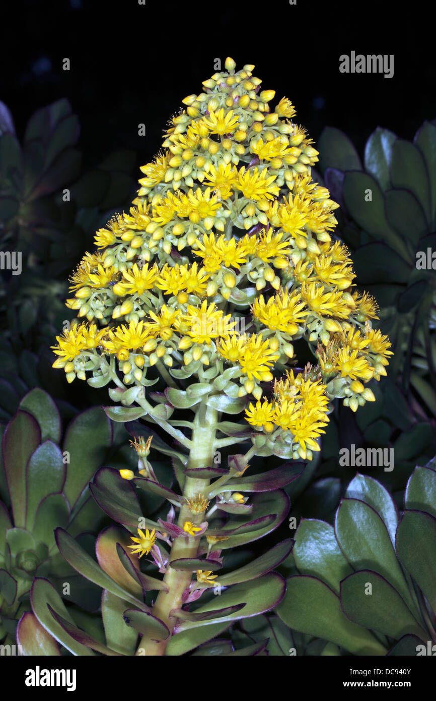 Tree aeonium aeonium arboreum hi-res stock photography and images - Alamy