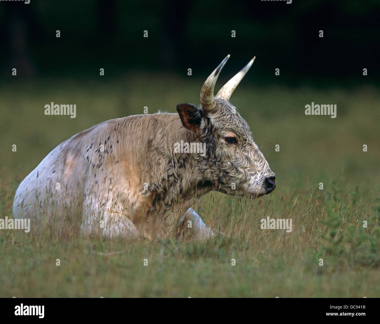 Chillingham Cattle, adult lying Stock Photo - Alamy