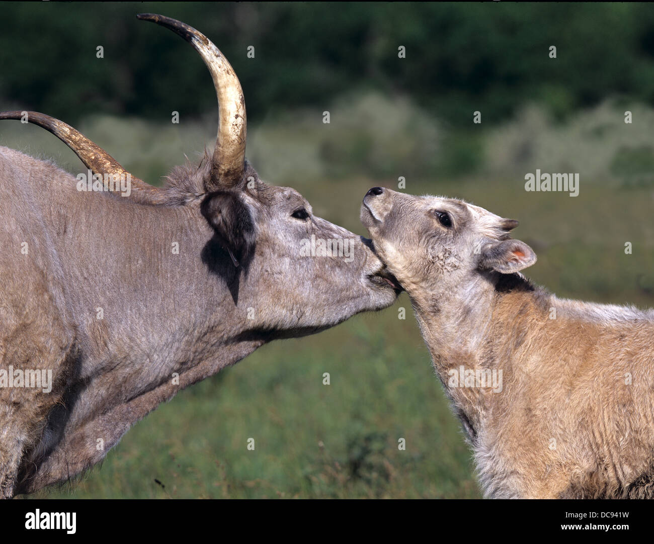 Hungarian grey cattle or hungarian steppe cattle hi-res stock ...