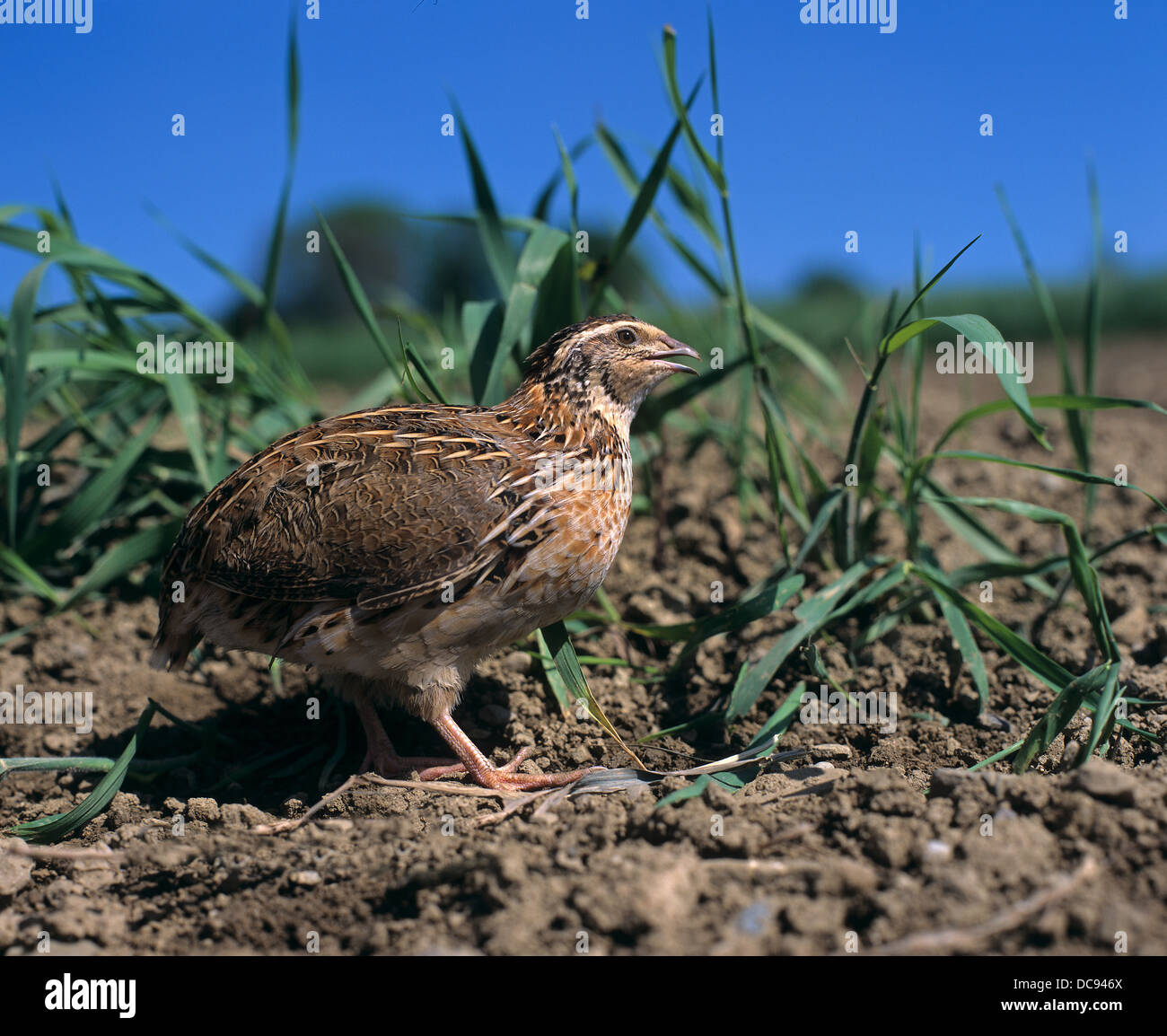 Common Quail (Coturnix coturnix) standing on a field Stock Photo - Alamy