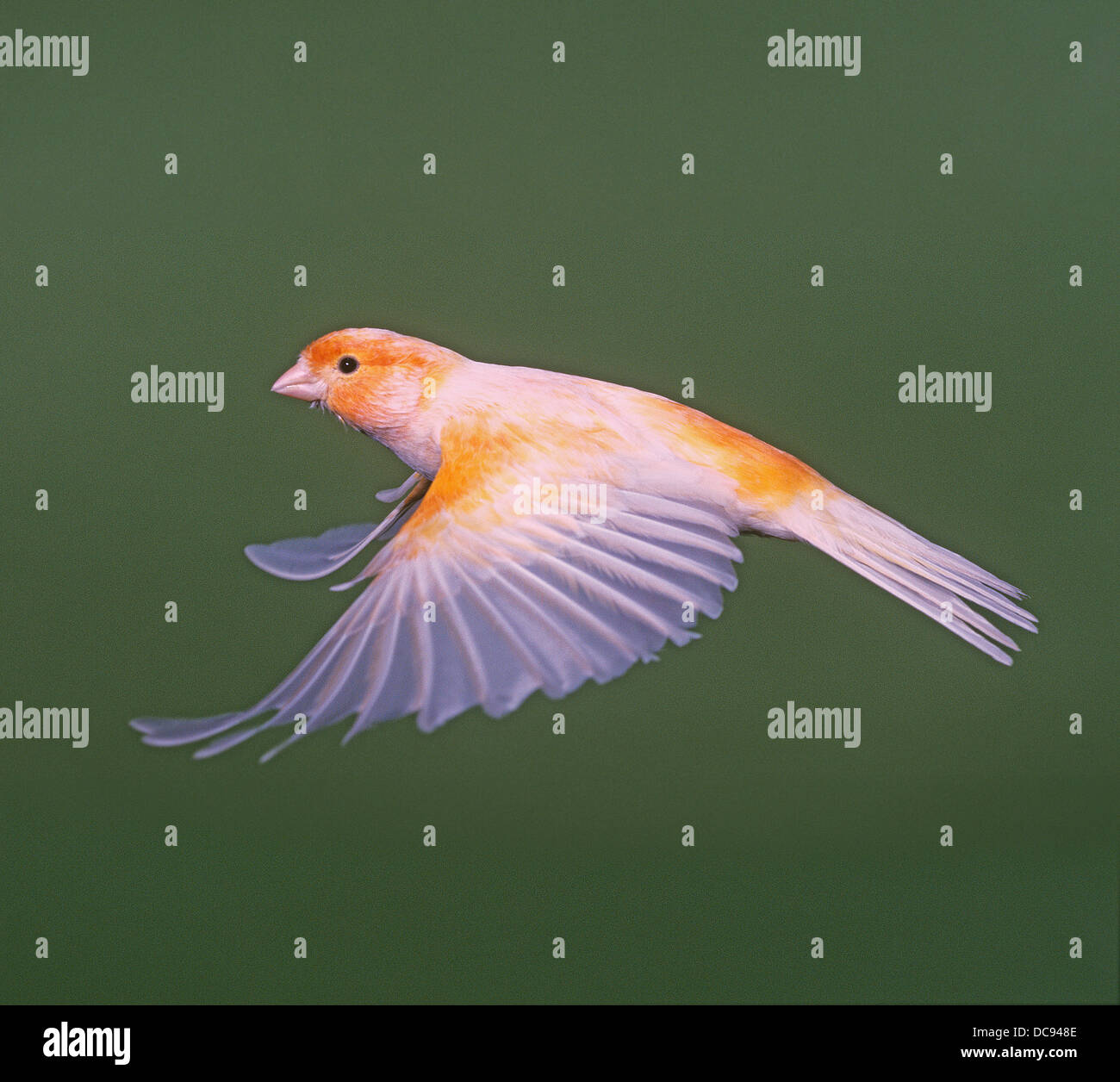 Domestic canary in flight hi-res stock photography and images - Alamy