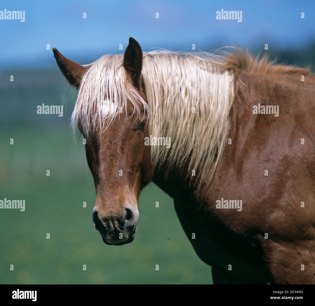 Comtois Horse, portrait. France Stock Photo - Alamy