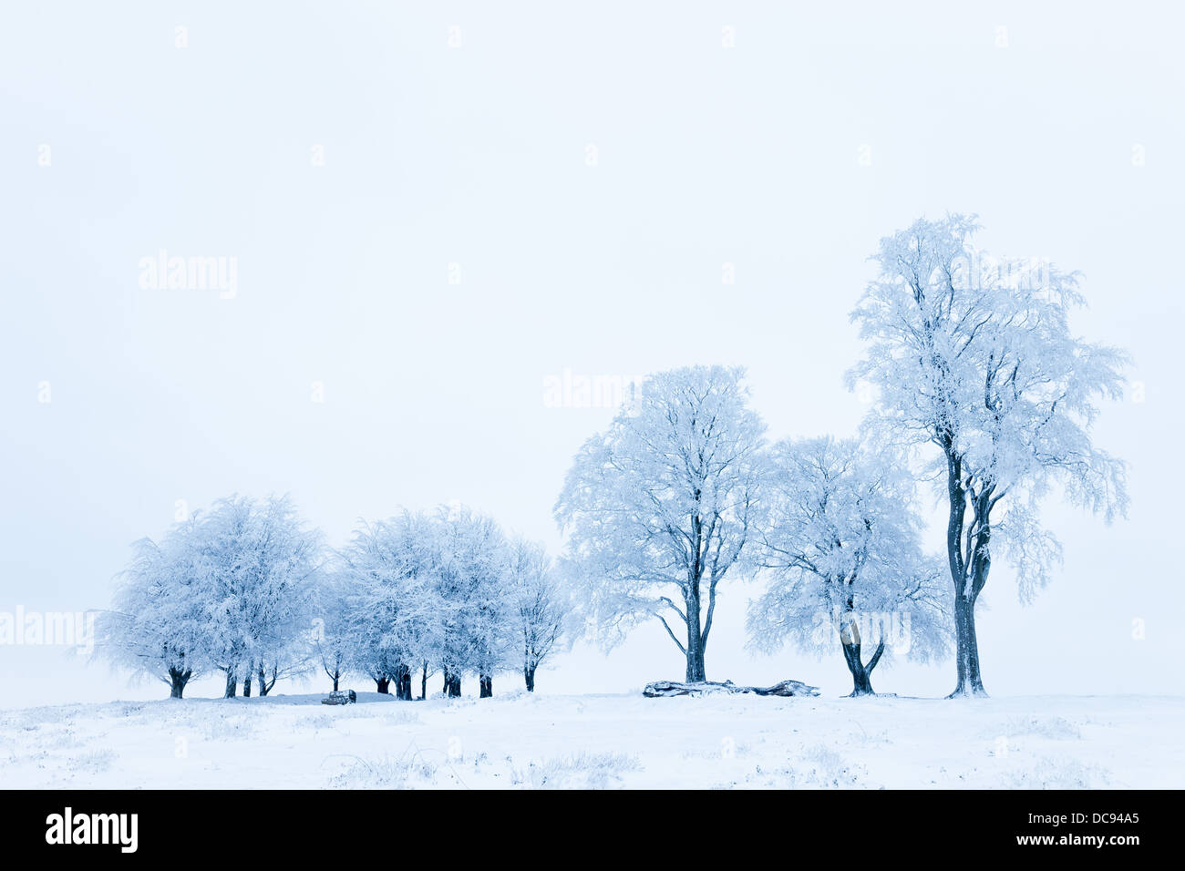 A frozen line of trees in winter. Locally known as the Seven Sisters ...