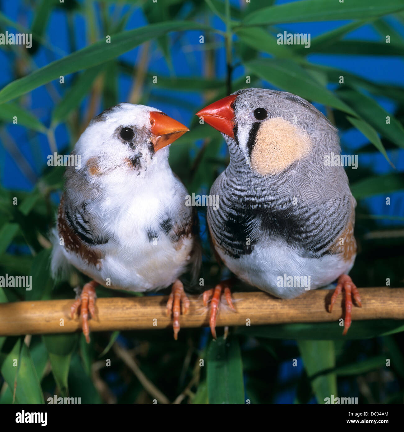 Zebra Finch (Taeniopygia guttata), pair on a twig Stock Photo - Alamy