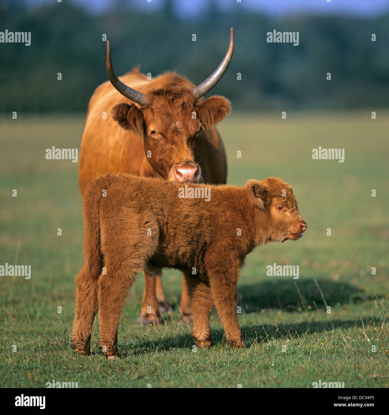 Luing Cattle. Cow and calf on a pasture Stock Photo - Alamy