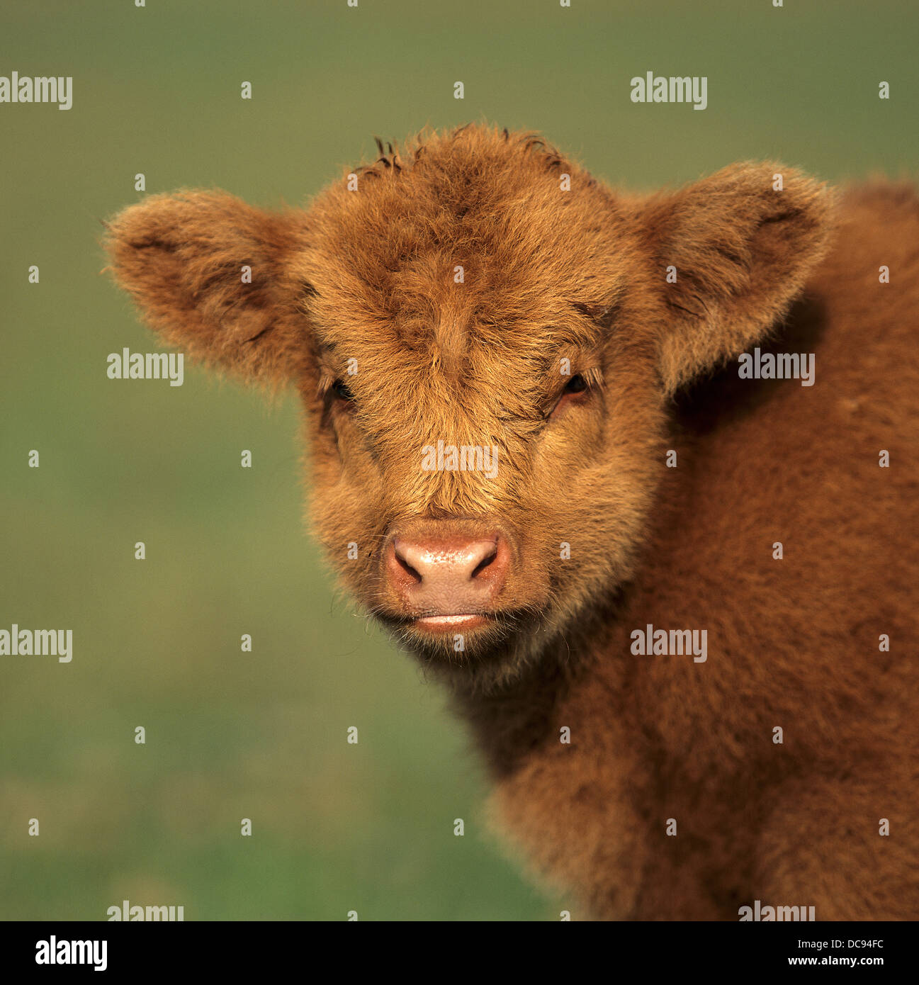 Luing Cattle. Portrait of a calf Stock Photo - Alamy