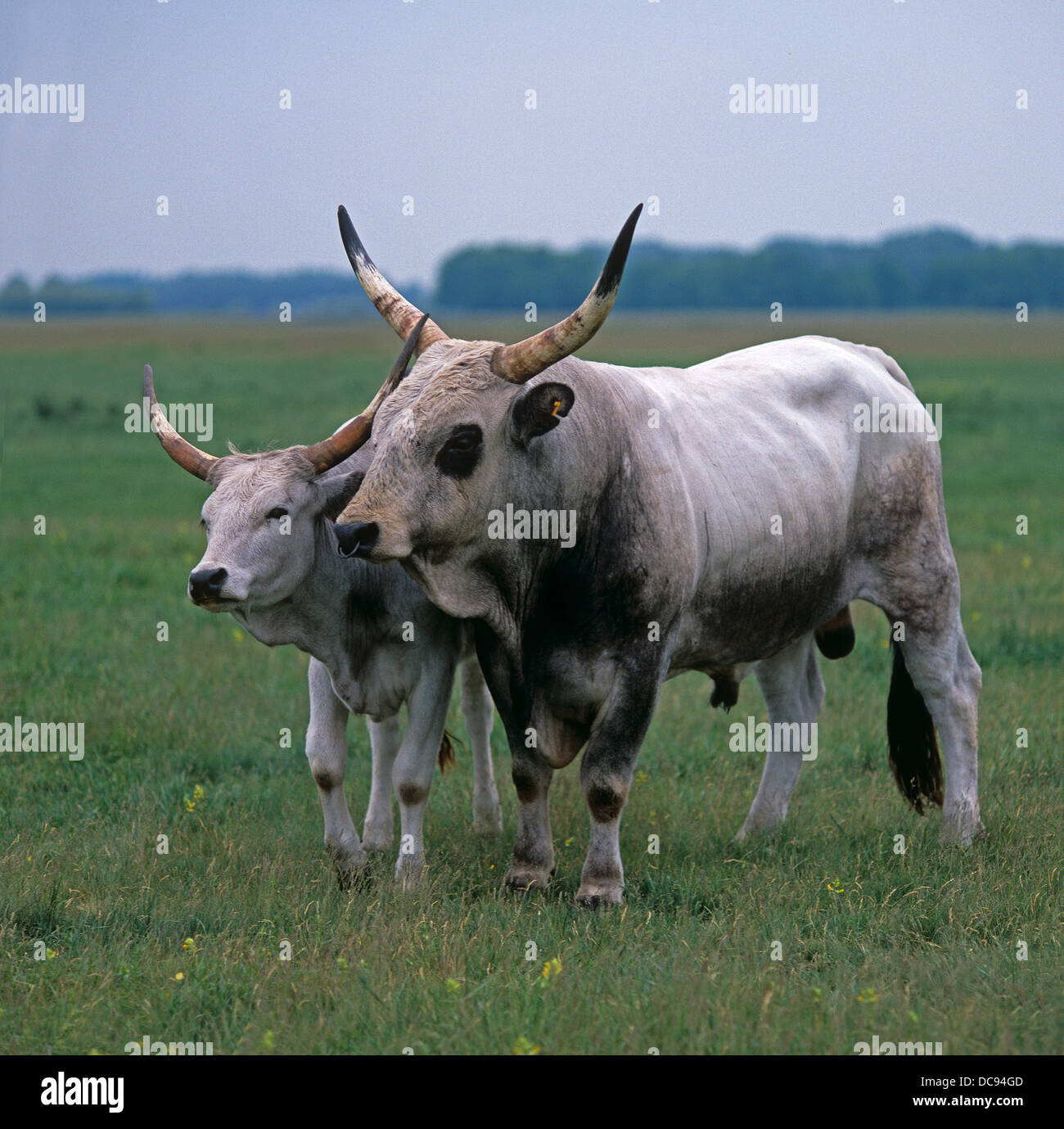 Hungarian Grey Cattle, Hungarian Steppe Cattle, Cow and bull on a ...