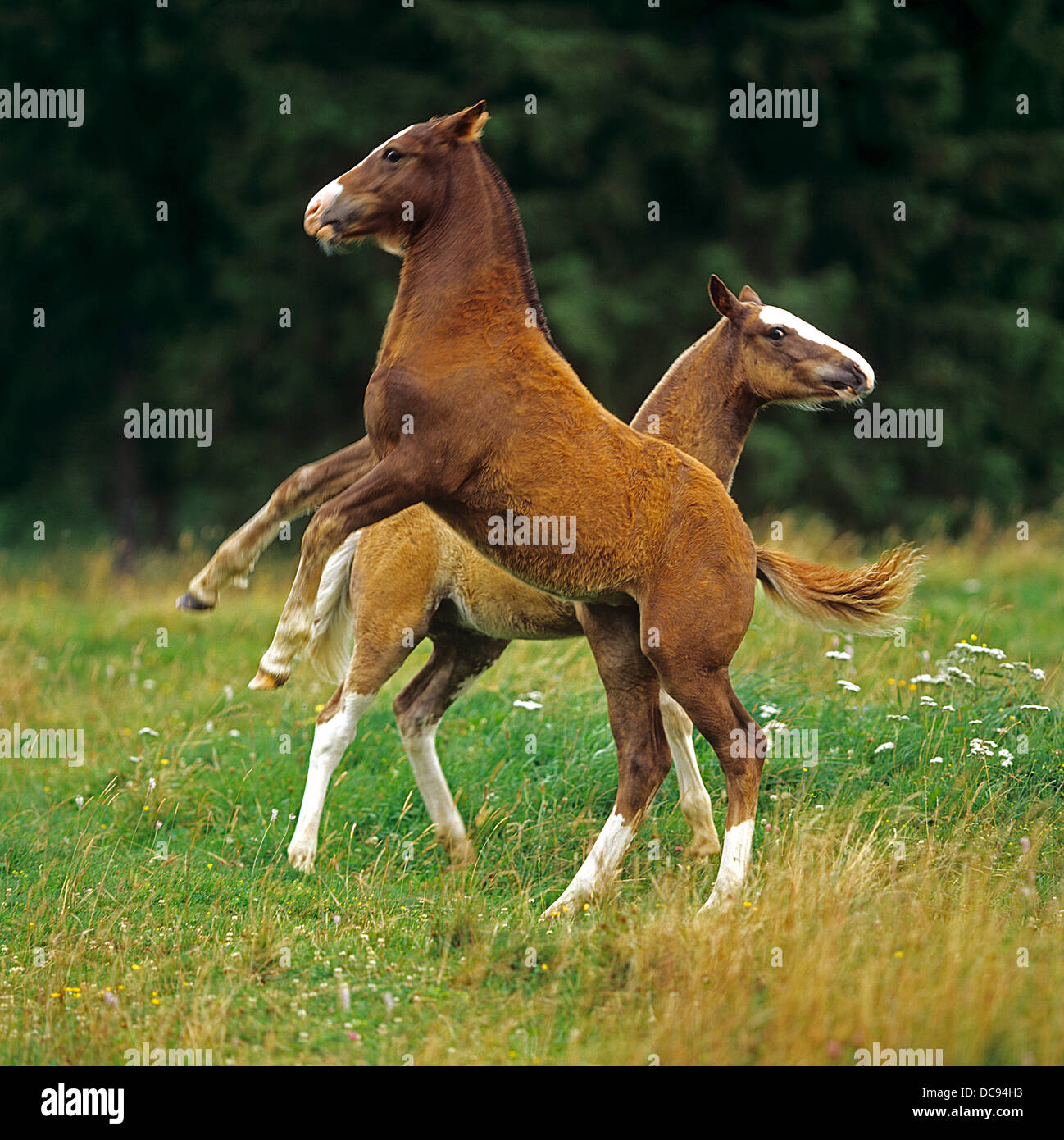 Freiberger horse. Two foals (3 month old) playing on a pasture Stock ...