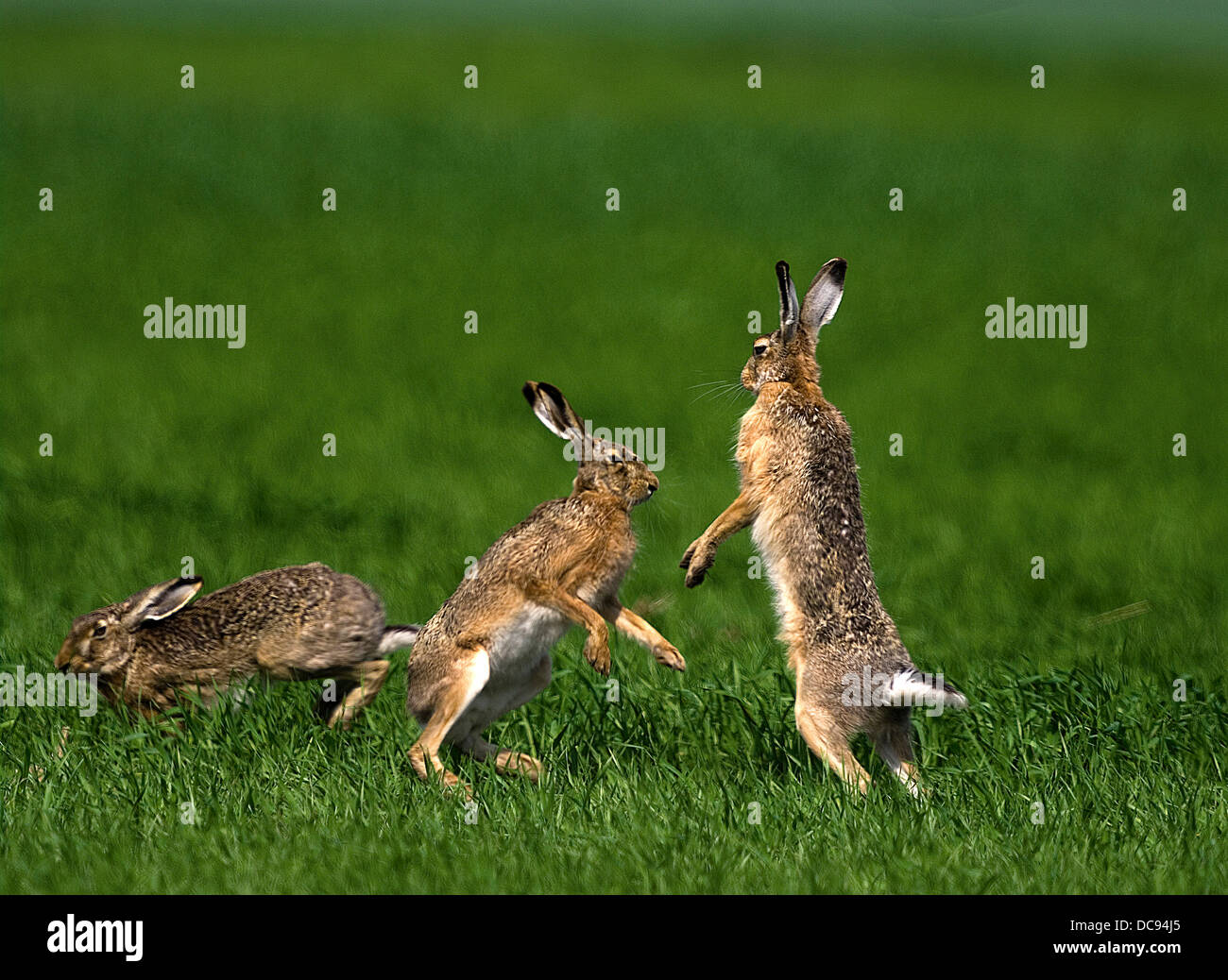 European Brown Hare (Lepus europaeus). Two male hares follow a female ...