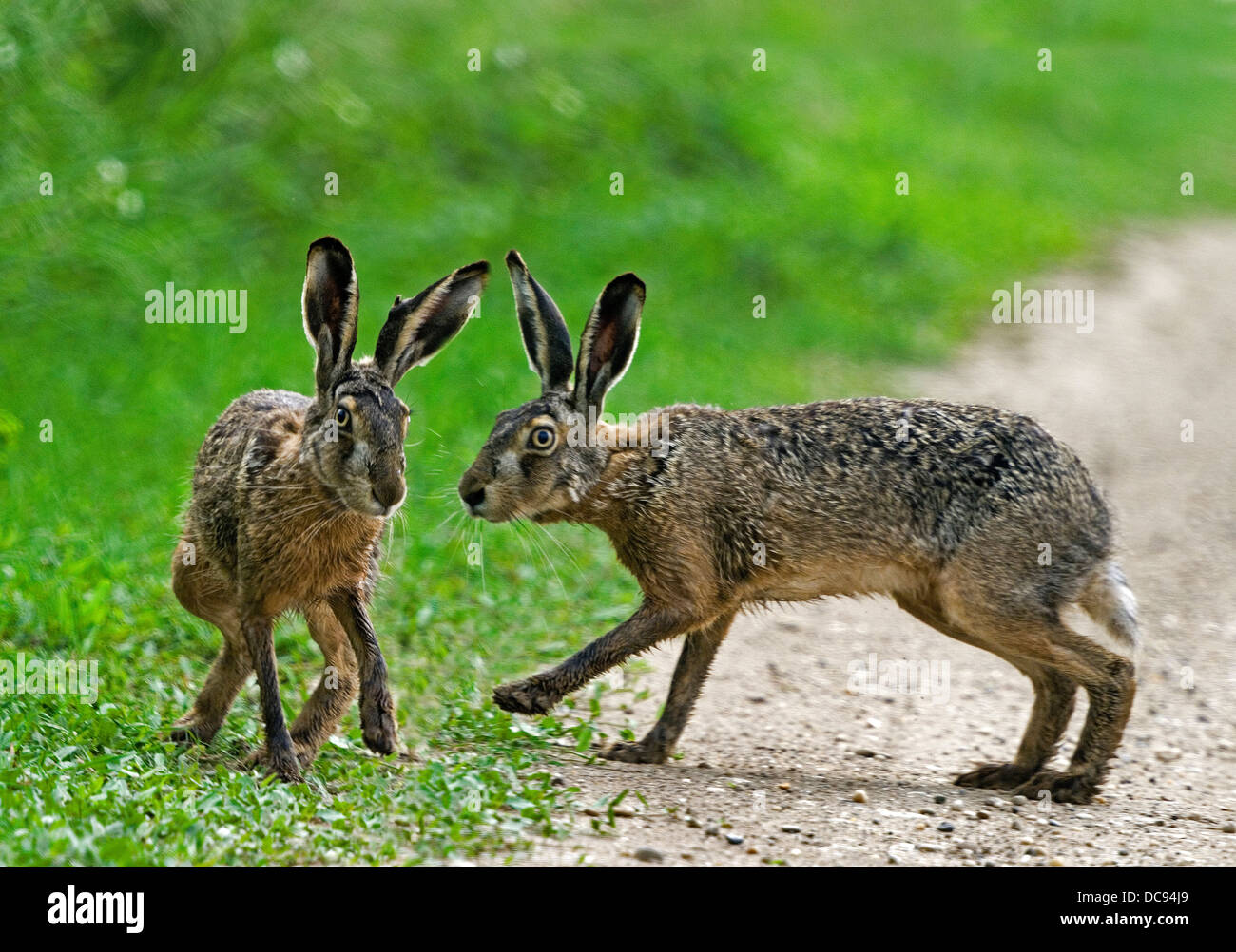 European Brown Hare (Lepus europaeus). Two hares meeting on a path ...