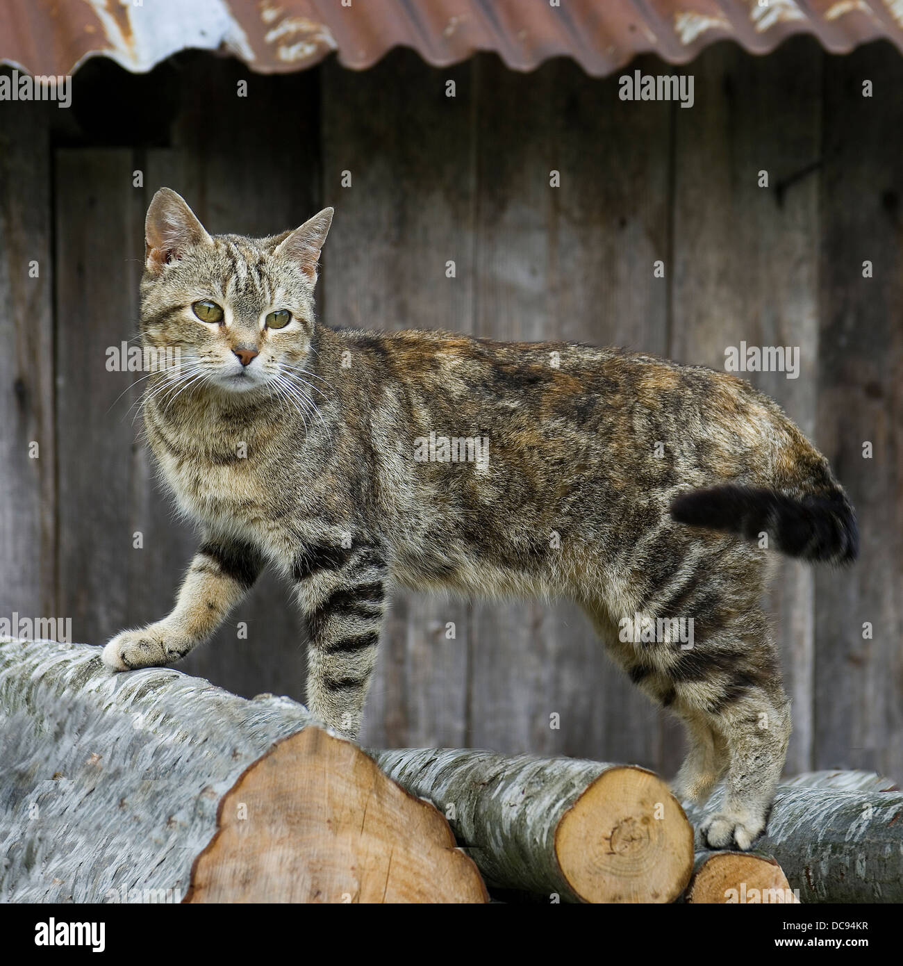 Domestic cat. Tabby adult standing on a pile of logs Stock Photo - Alamy
