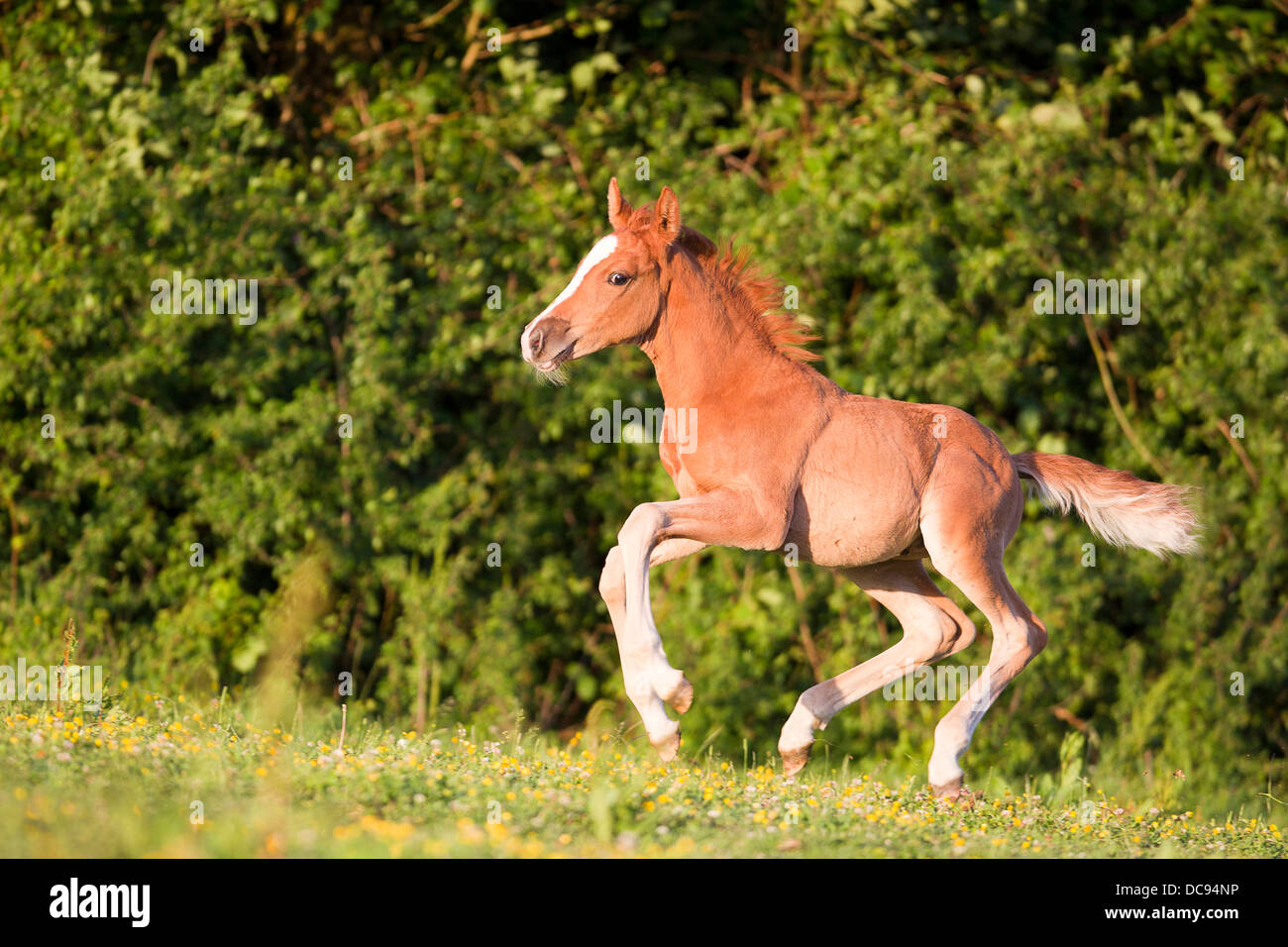 Anglo baby hi-res stock photography and images - Alamy
