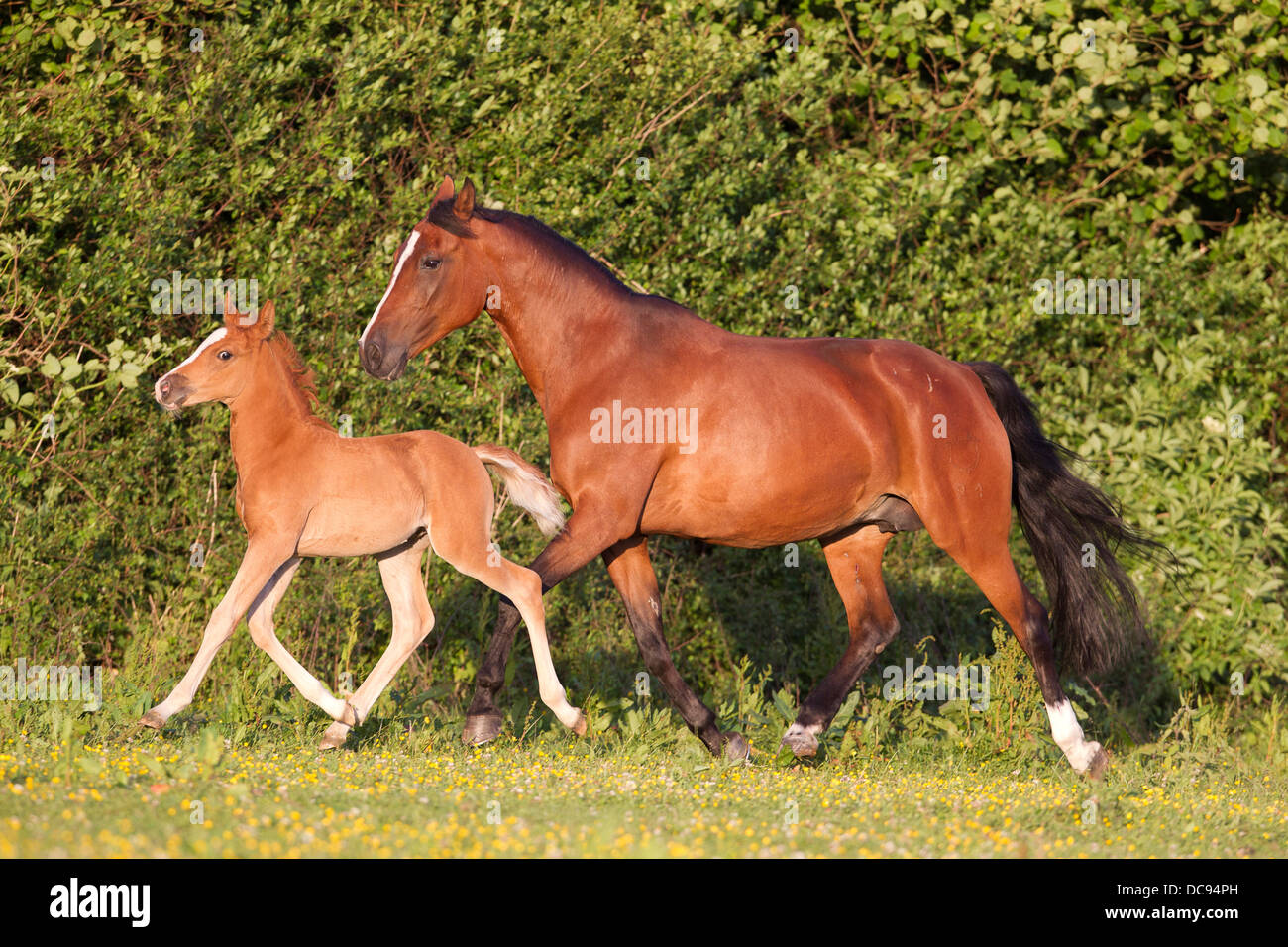 Anglo-Arabian Bay mare trotting her chestnut foal meadow Stock Photo ...
