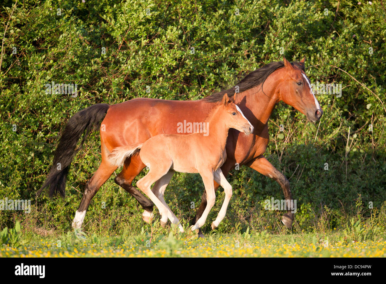 Anglo-Arabian Bay mare trotting her chestnut foal meadow Stock Photo ...