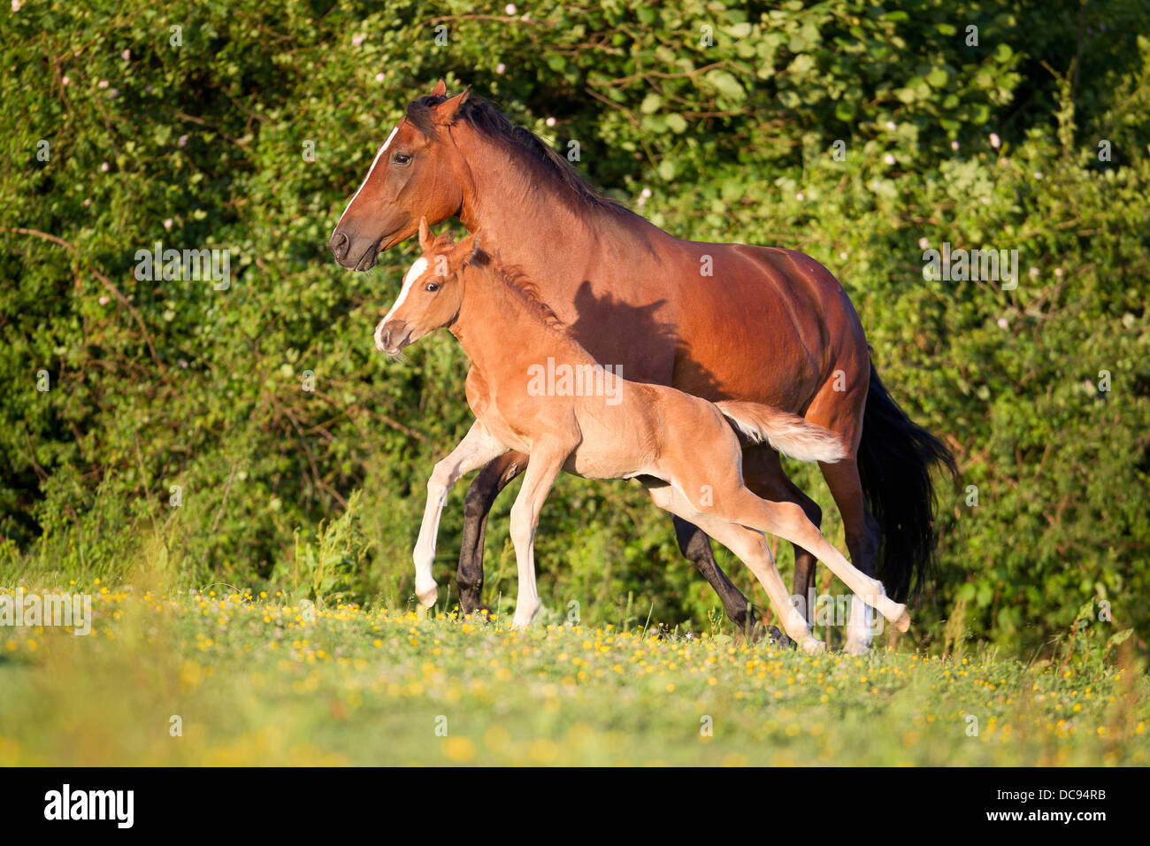 Anglo-Arabian Bay mare galloping her chestnut foal meadow Stock Photo ...