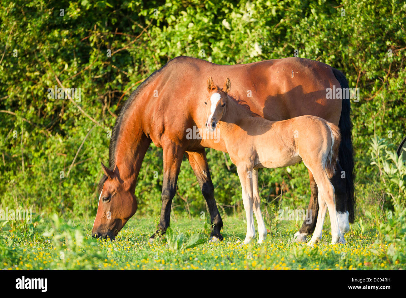 Anglo-Arabian Bay mare her chestnut foal meadow Stock Photo - Alamy