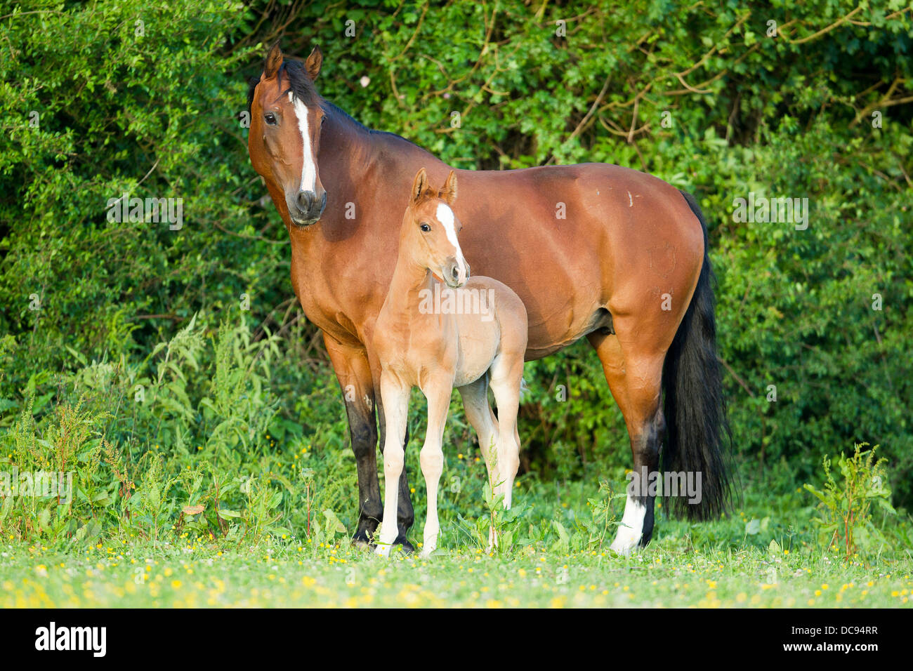 Anglo-Arabian Bay mare her chestnut foal meadow Stock Photo - Alamy