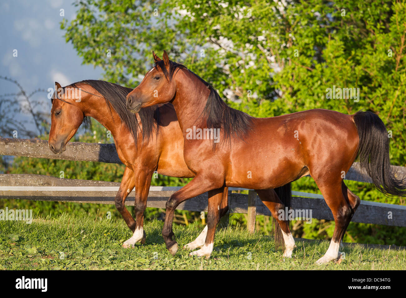Bay arab horse trotting hi-res stock photography and images - Alamy