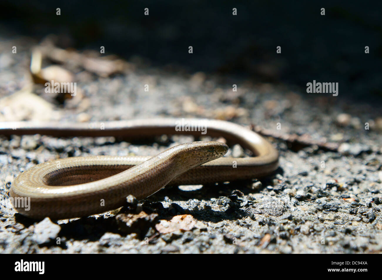 Anguis fragilis, slow worm, lizard, reptile Stock Photo - Alamy