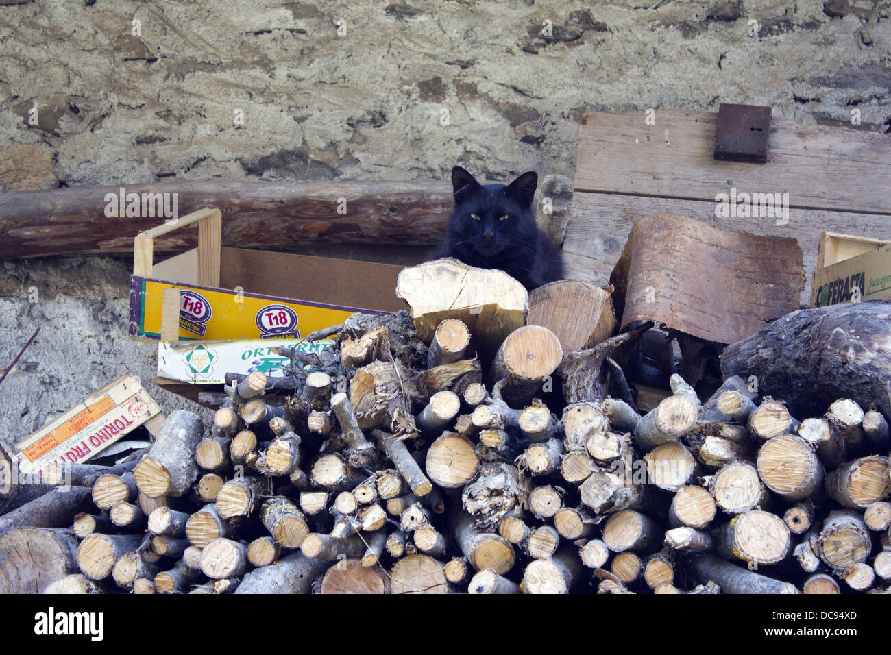 Black cat on a heap of logs Stock Photo - Alamy