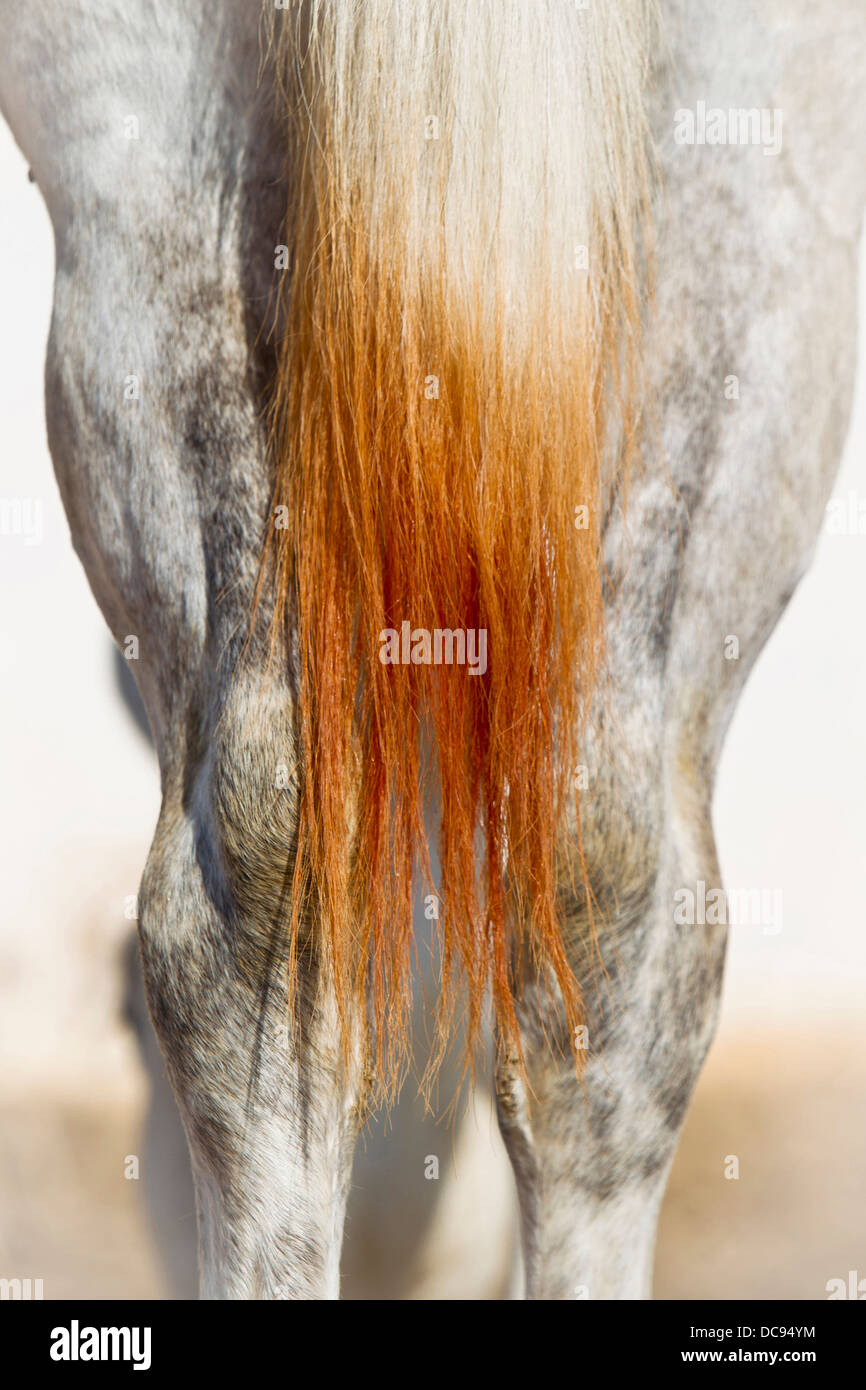 Arab-Barb. Tail of a gray stallion Stock Photo - Alamy