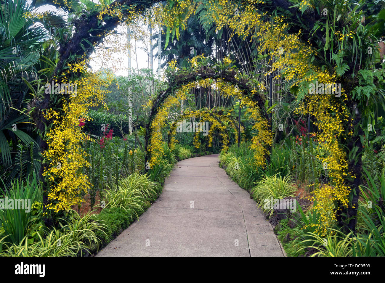 scenic pathway under natural arches arranged by yellow orchids in ...