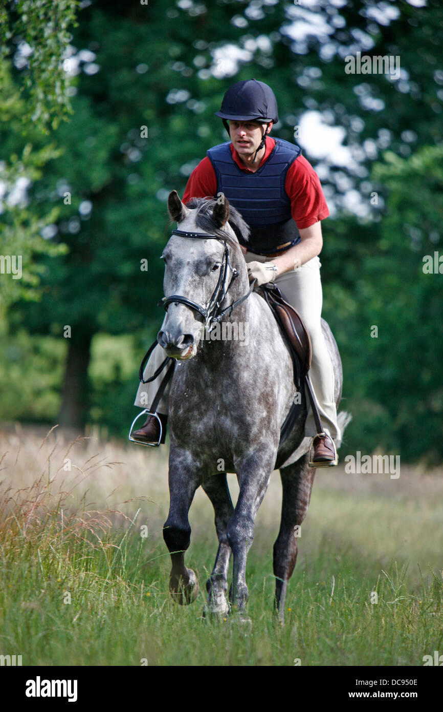 Lipizzan cross hi-res stock photography and images - Alamy