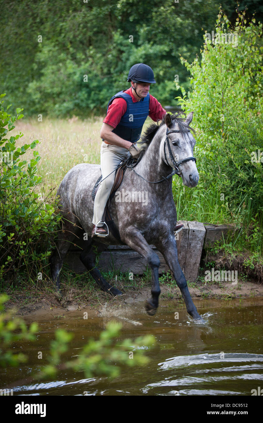 Lipizzan cross hi-res stock photography and images - Alamy
