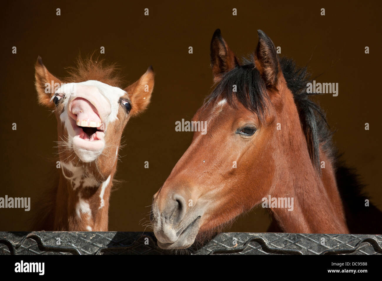 Barb Horse. Two foals looking out from a stable Stock Photo - Alamy