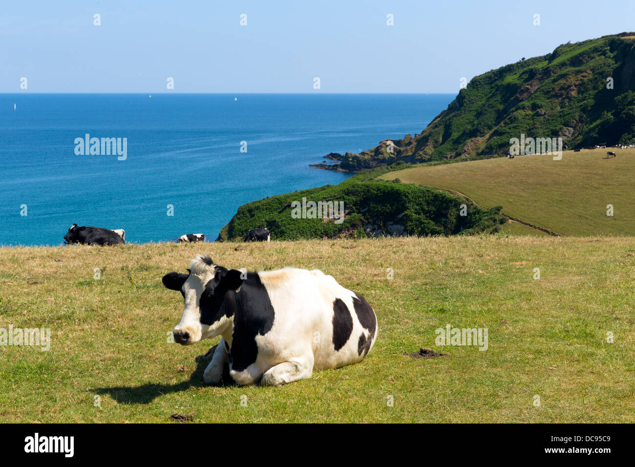 Cornish cliffs with cows hi-res stock photography and images - Alamy