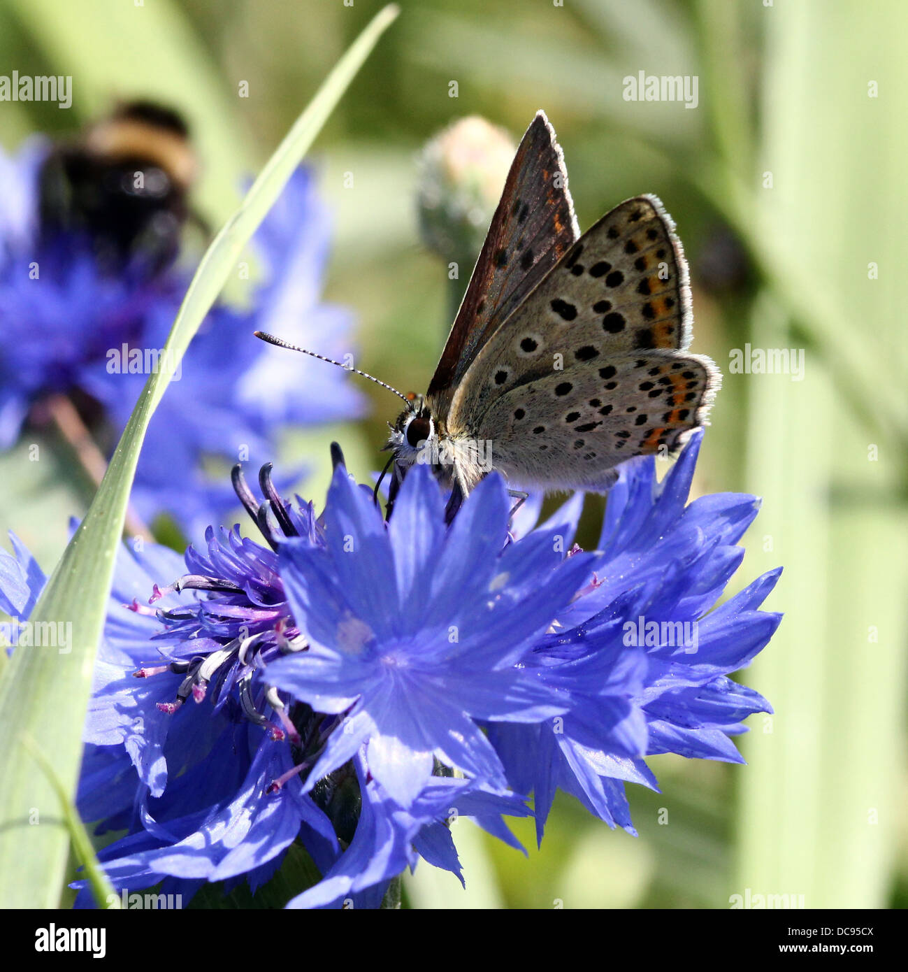 Male small copper butterfly hi-res stock photography and images - Alamy