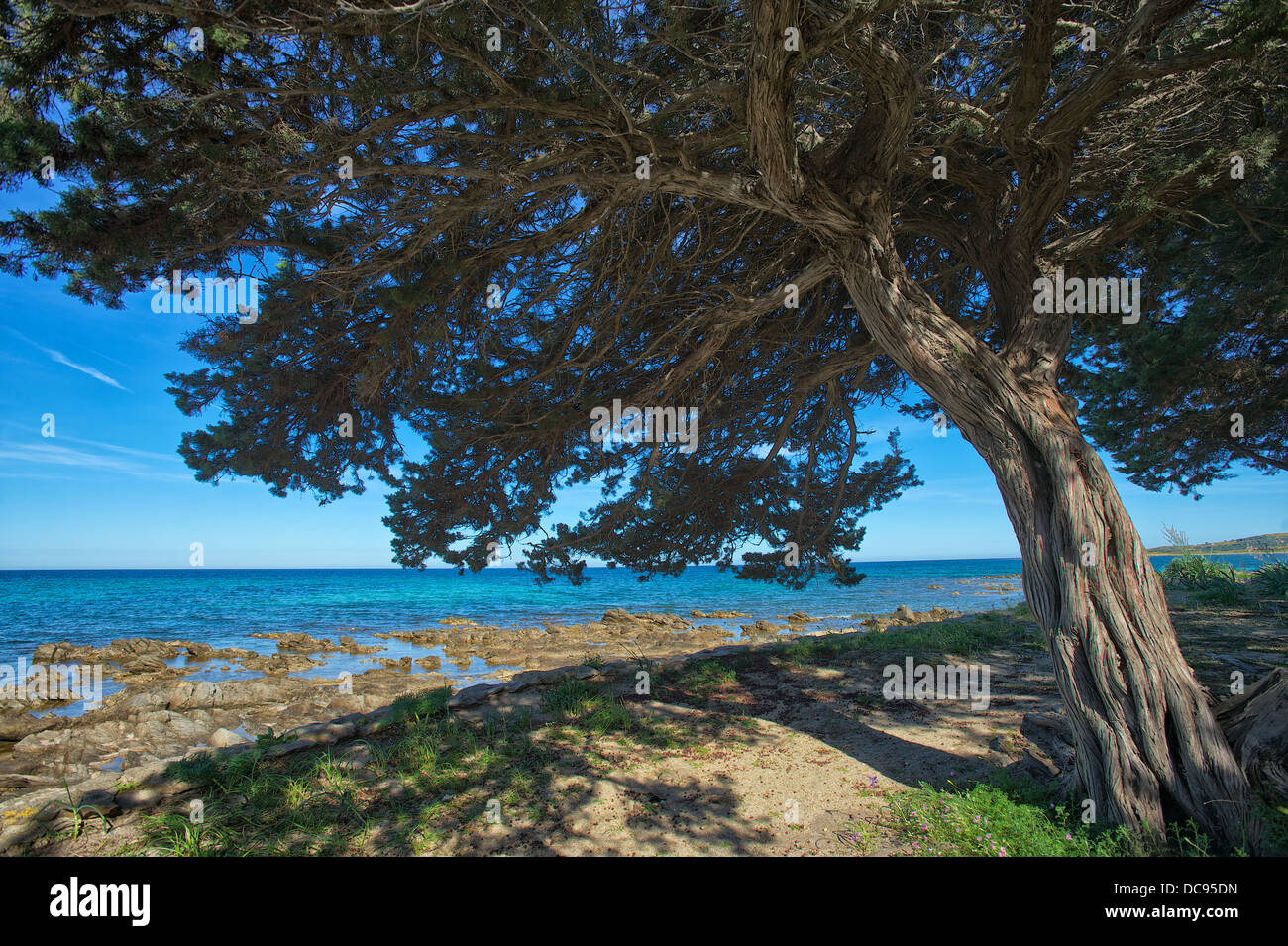 Juniper stem at the beach of San Teodoro Stock Photo - Alamy